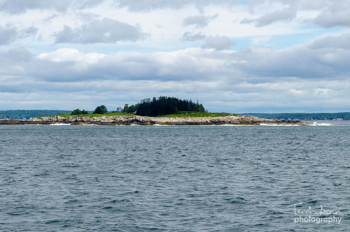 A Raft of Puffins is a Delight at Sea - Childlike Fascination