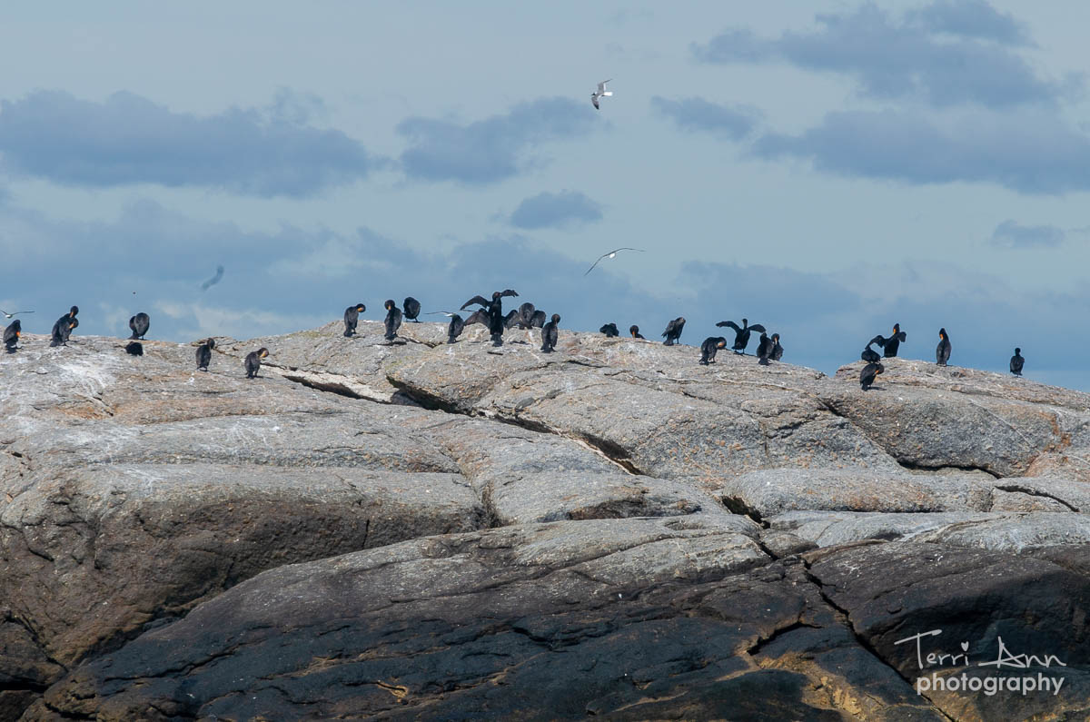 A Raft of Puffins is a Delight at Sea - Childlike Fascination